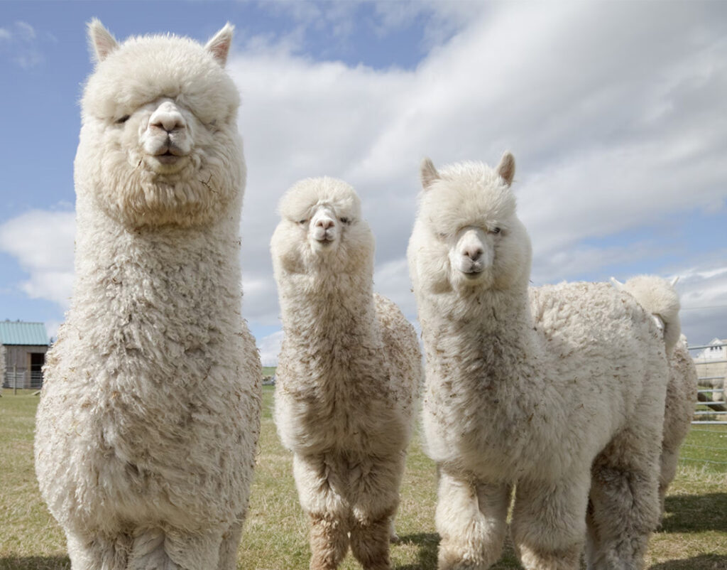 Farm and Wildlife Tour Itinerary – Canberra Tour